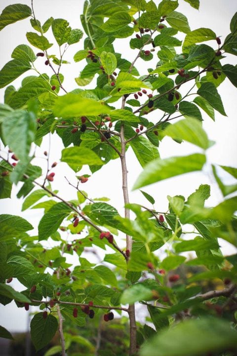Fresh Mulberry Bramble - Cook Republic